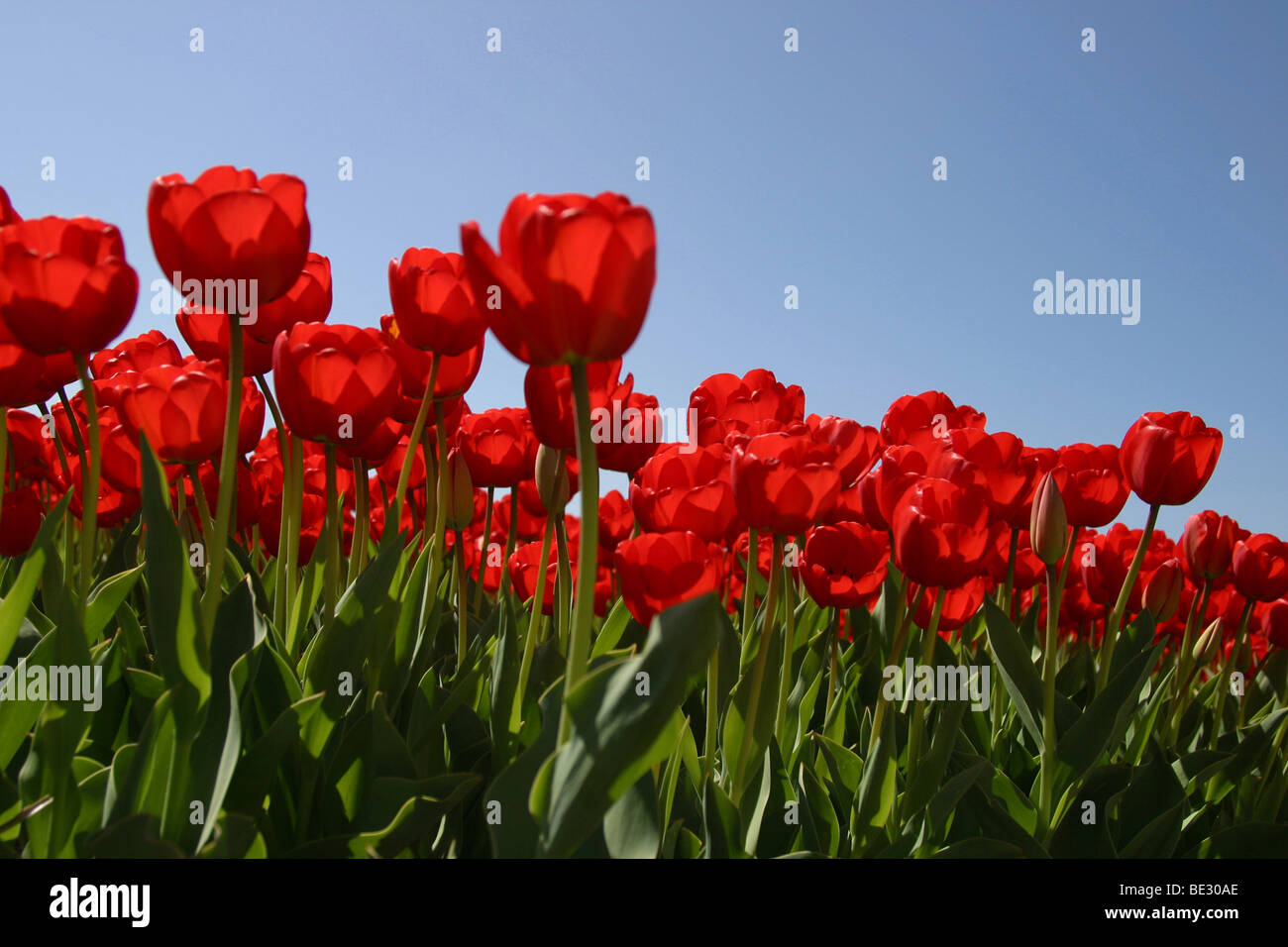 Dutch flowers hi-res stock photography and images - Alamy