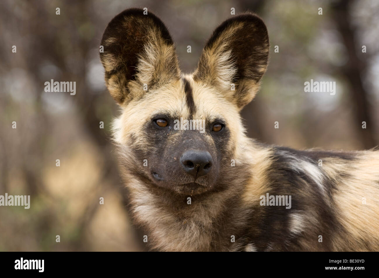 Close Up African Wild Dog Face Hi res Stock Photography And Images Alamy close-up-african-wild-dog-face-hi-res-stock-photography-and-images-alamy