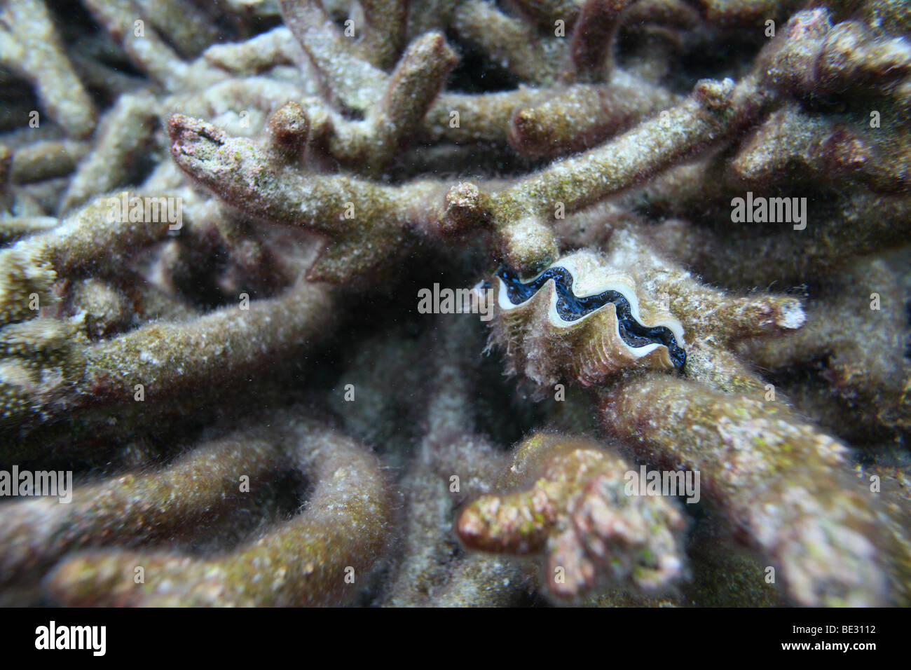 Tuvalu, formerly known as the Ellice Islands, is a Polynesian island ...