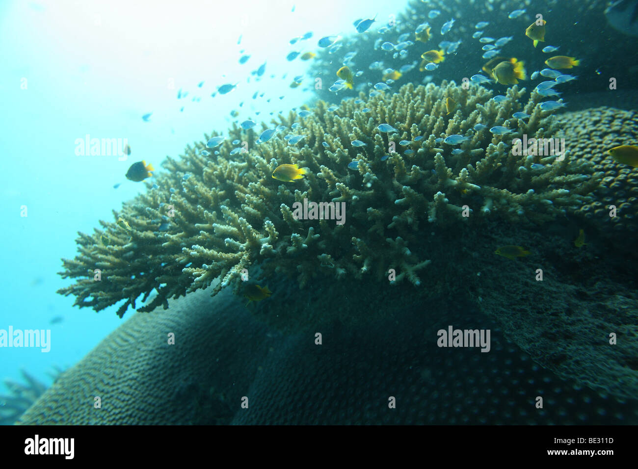 Fishing in tuvalu hi-res stock photography and images - Alamy