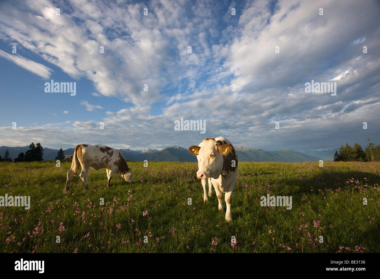 Cows on the Walder Alm mountain pasture, North Tyrol, Austria, Europe ...