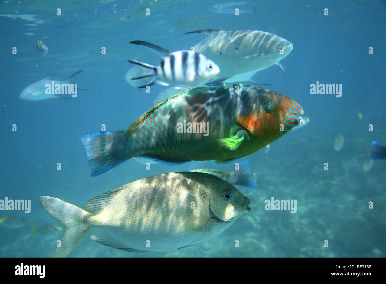 Fishing in tuvalu hi-res stock photography and images - Alamy