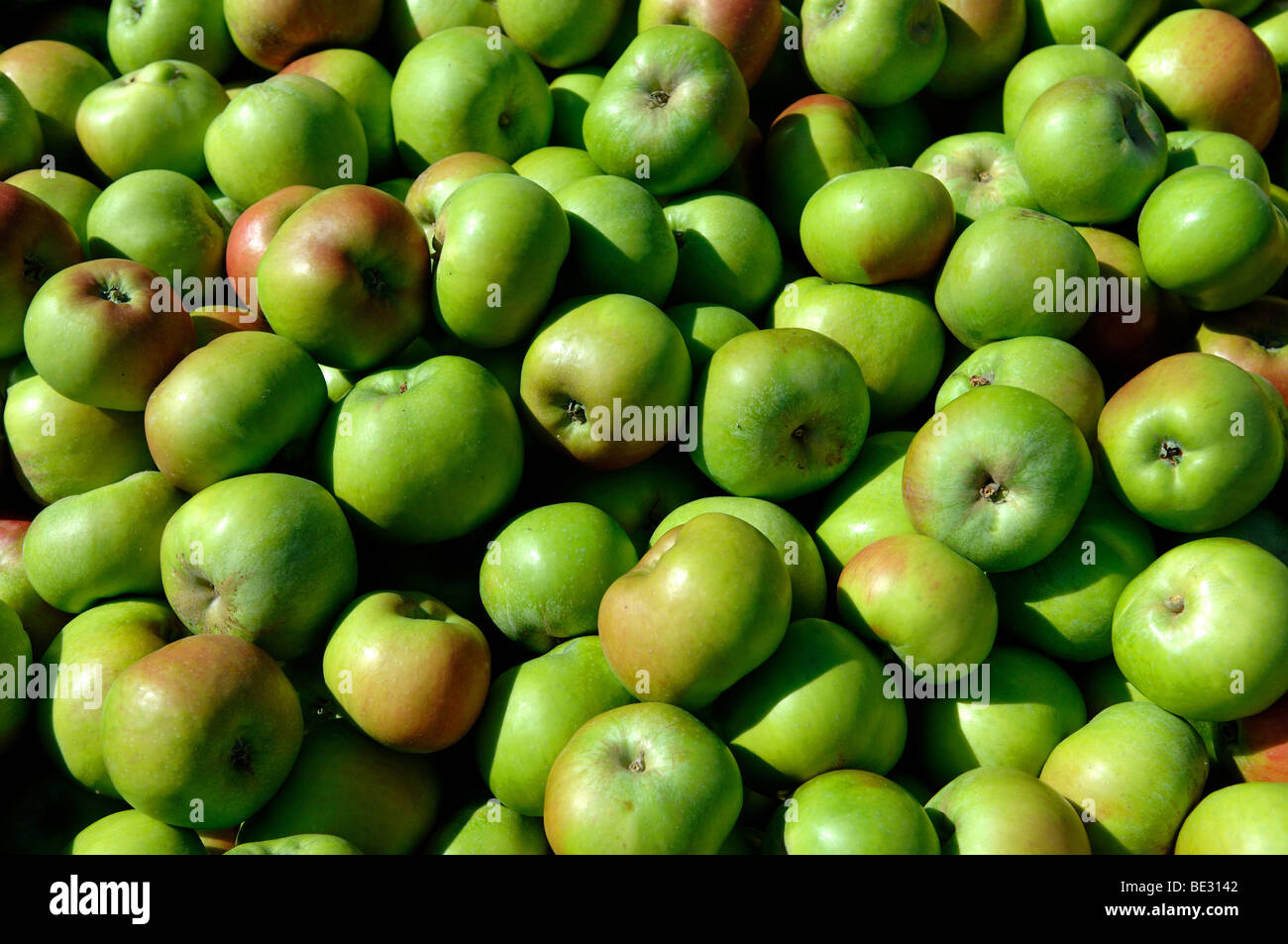 Bramley apples in boxes after harvesting Stock Photo - Alamy