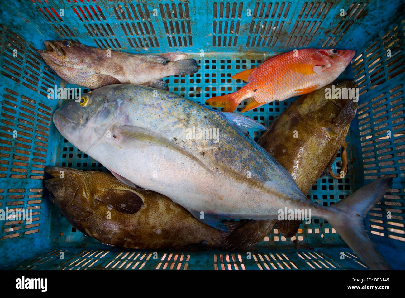 Fishing in tuvalu hi-res stock photography and images - Alamy