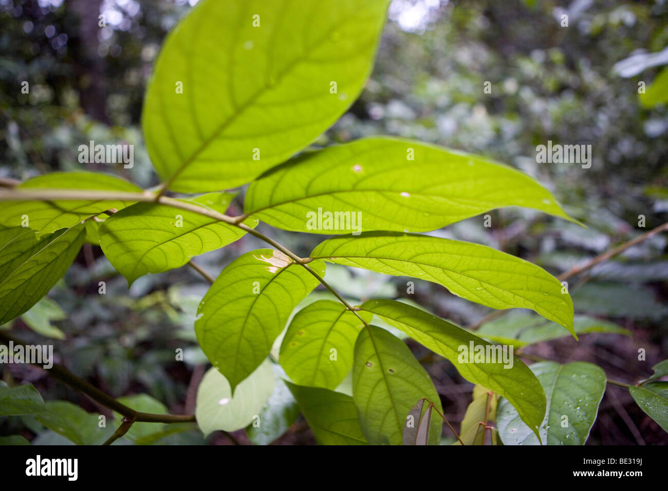 many trees and plants in the amazone have pharmaceutical value and ...