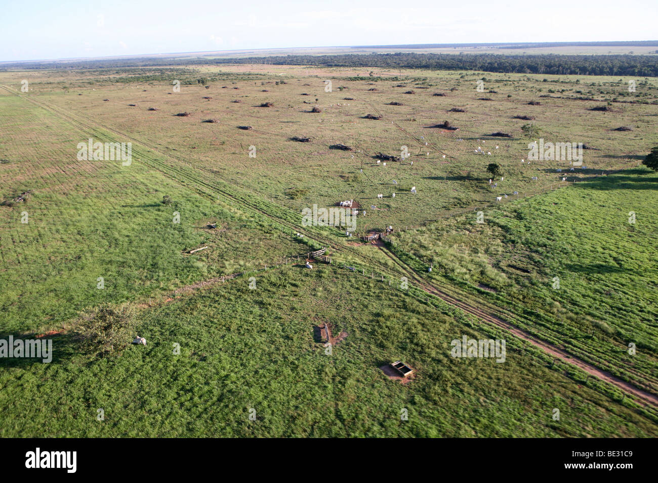 A lrage part of the Amazone has been destroyed and transferred into ...