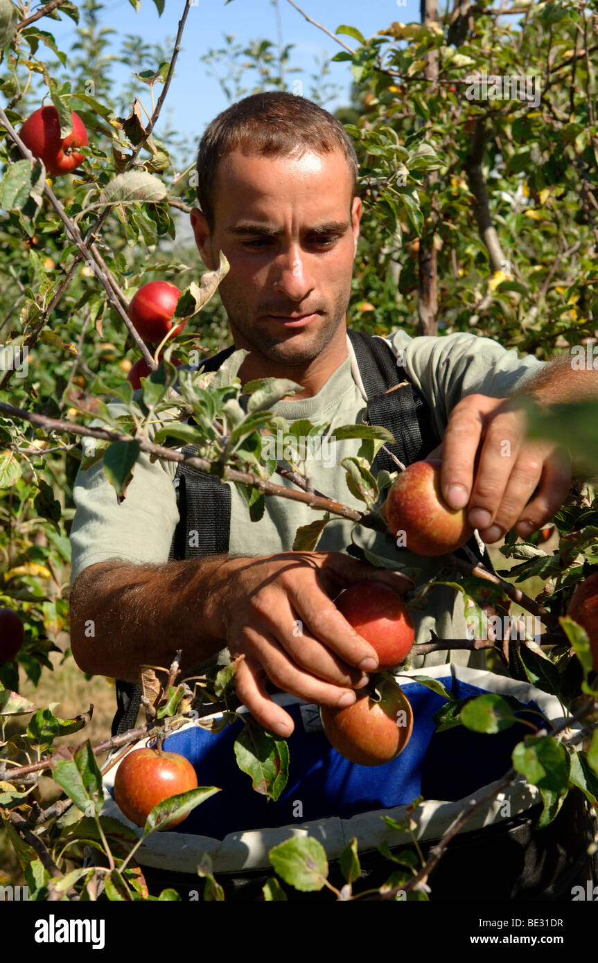Migrant worker picking apples hi-res stock photography and images - Alamy