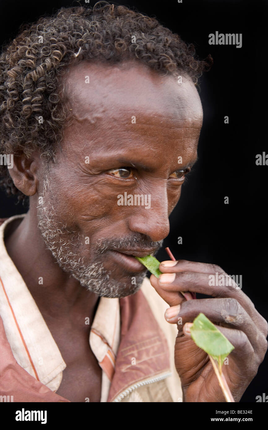 Khat or qat (Catha edulis Forsk). The soft leaves and twigs are chewed ...