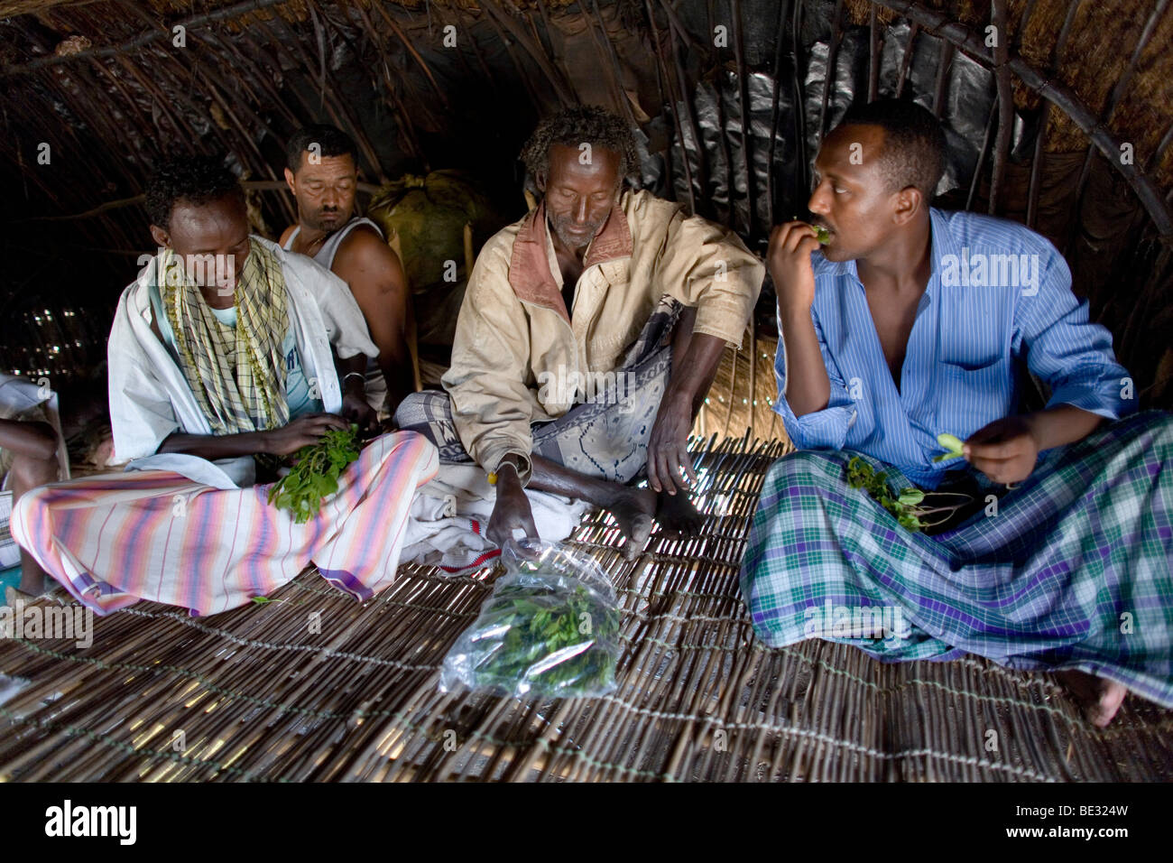 Khat or qat (Catha edulis Forsk). The soft leaves and twigs are chewed ...