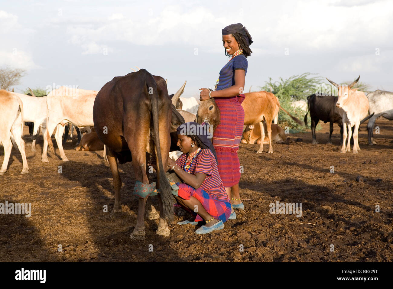 Herd of ethiopian cows hi-res stock photography and images - Alamy