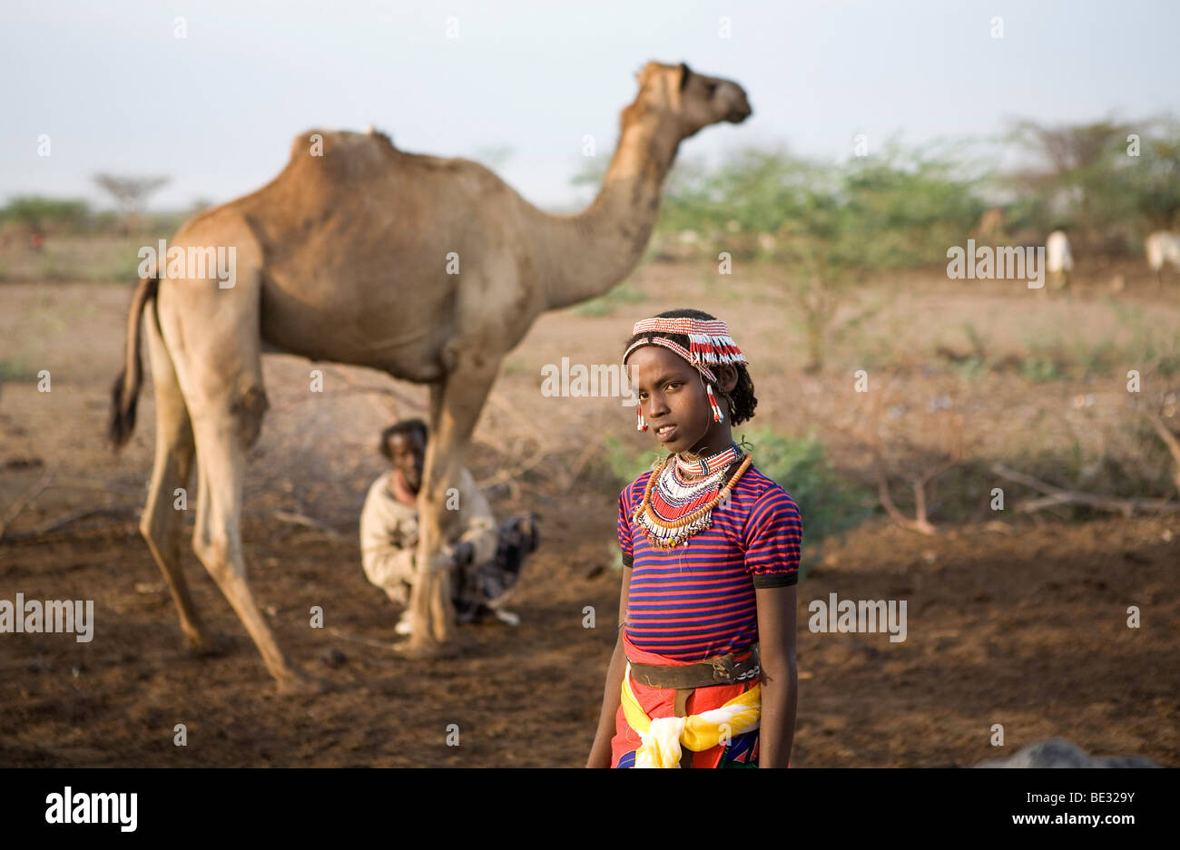 Ethiopian camel portrait High Resolution Stock Photography and Images ...