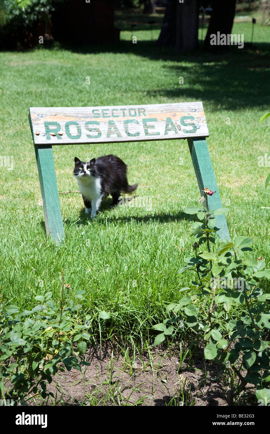 Cat contemplating jumping over sign, Jardin Botanico Carlos Thays ...