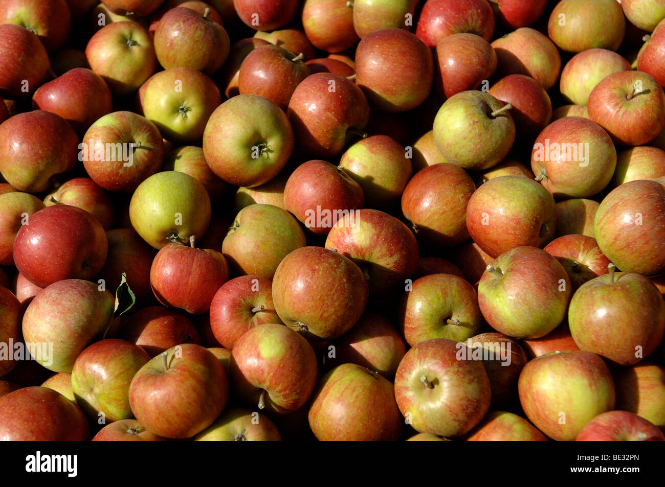 Cox apples uk hi-res stock photography and images - Alamy