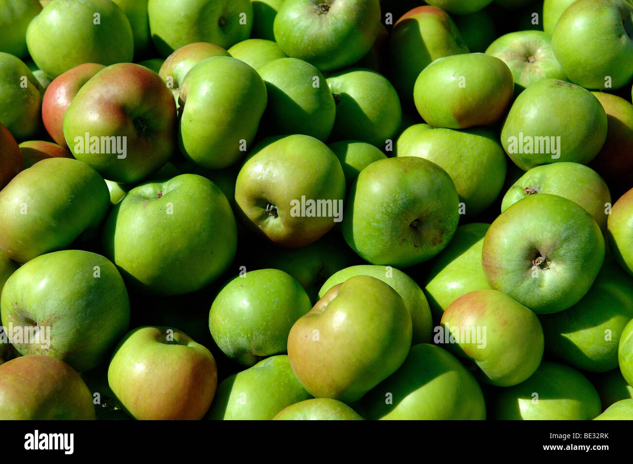 Bramley apples in boxes after harvesting Stock Photo - Alamy