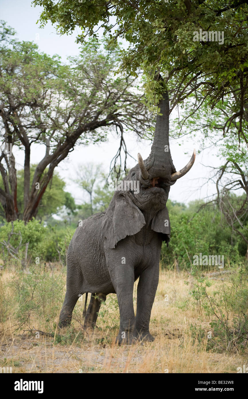 Elephant eating from tree hi-res stock photography and images - Alamy