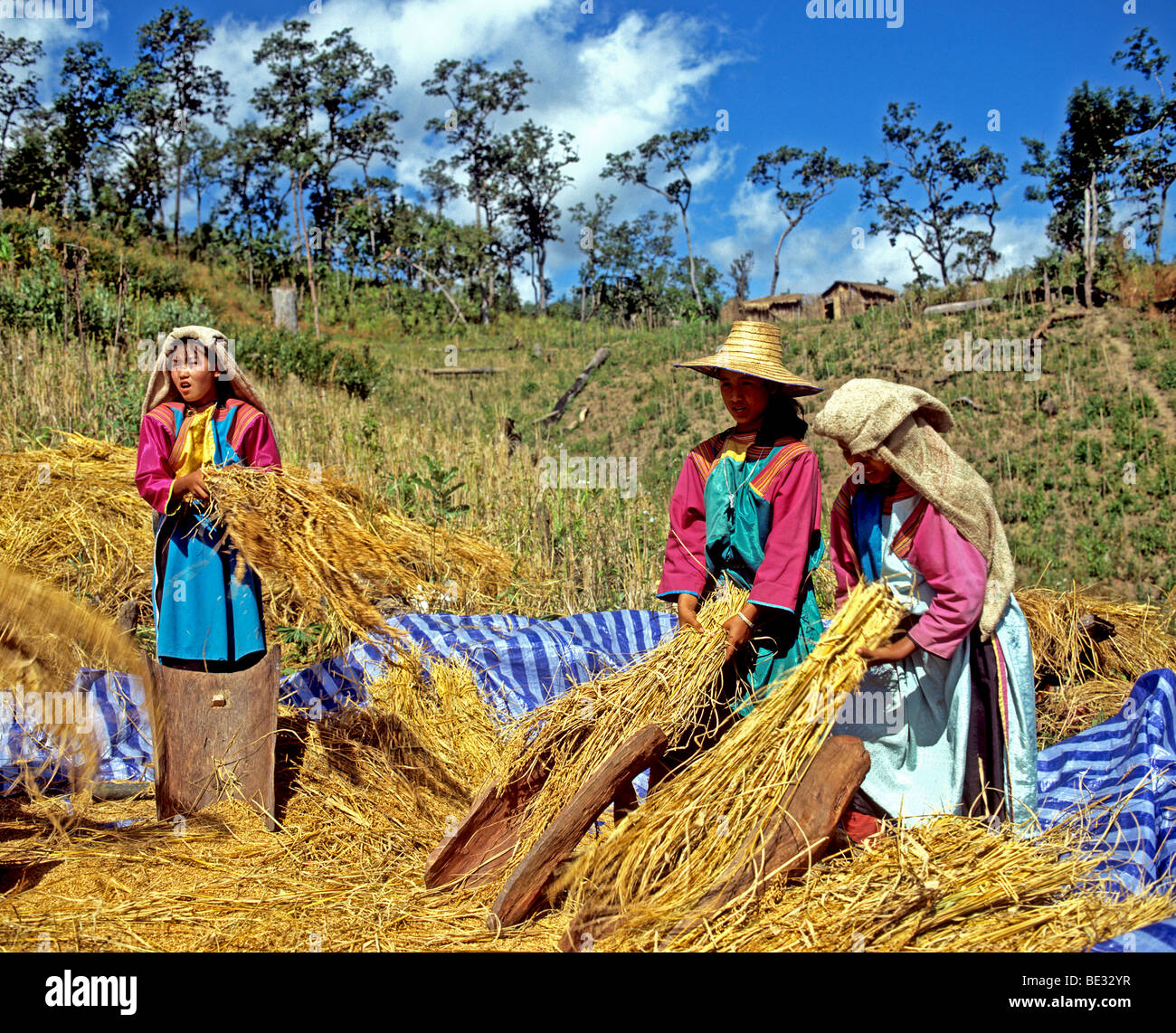 2729. Girls of the Lisu Hill Tribe threshing rice, Northern Thailand ...