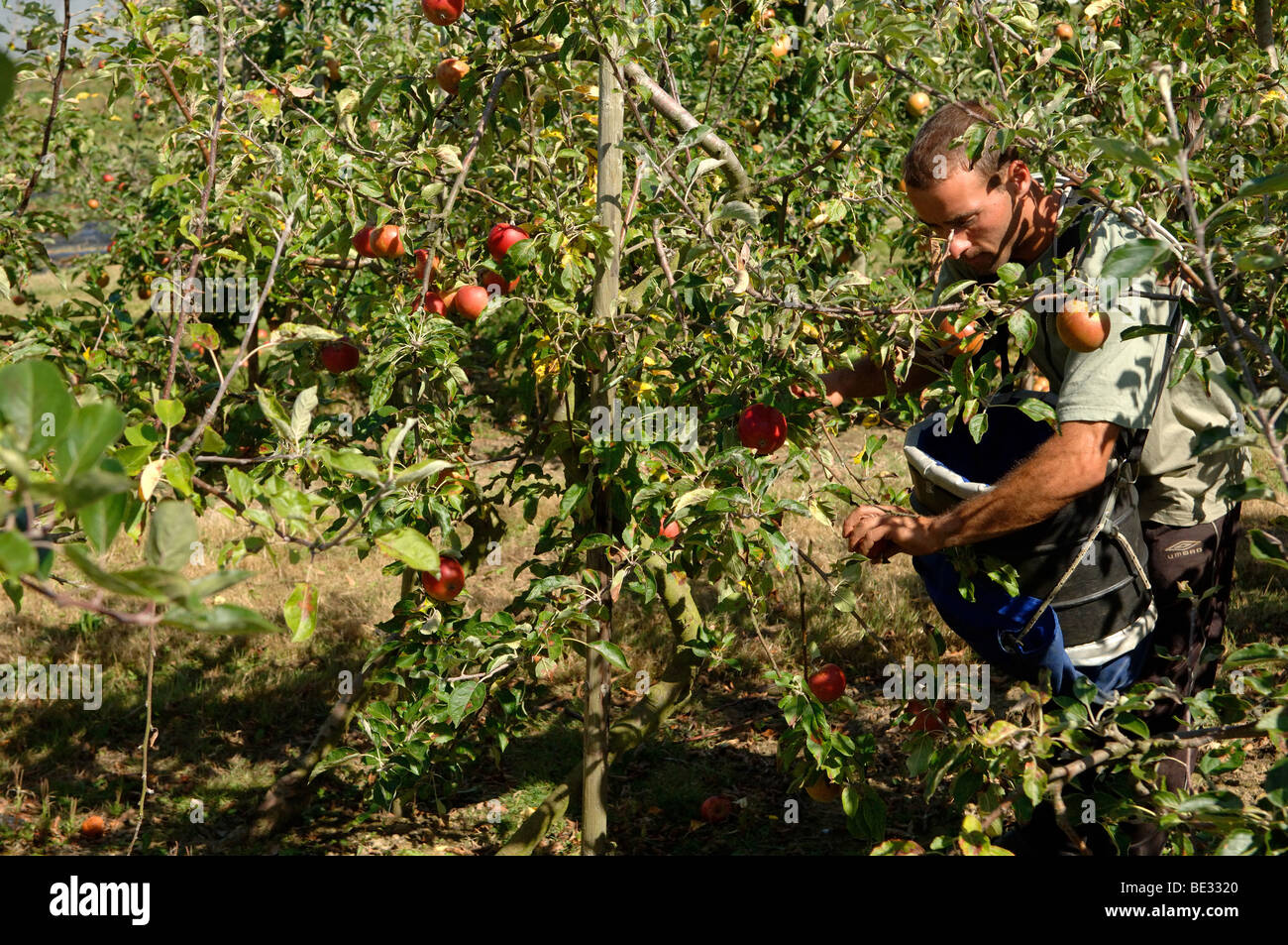 East European workers Harvesting English Cox apples in Orchard Kent ...