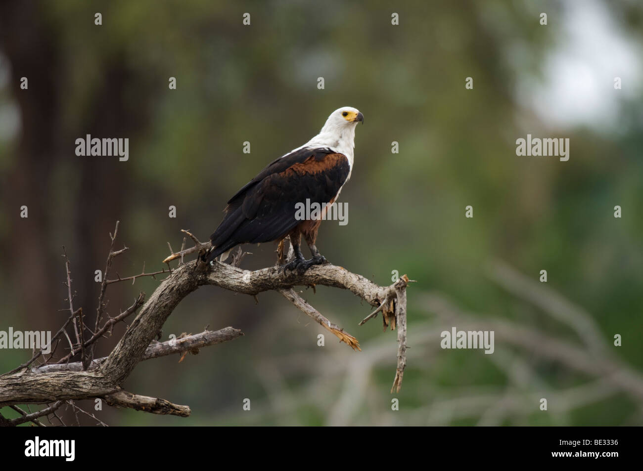 Okavango delta african fish eagle hi-res stock photography and images ...