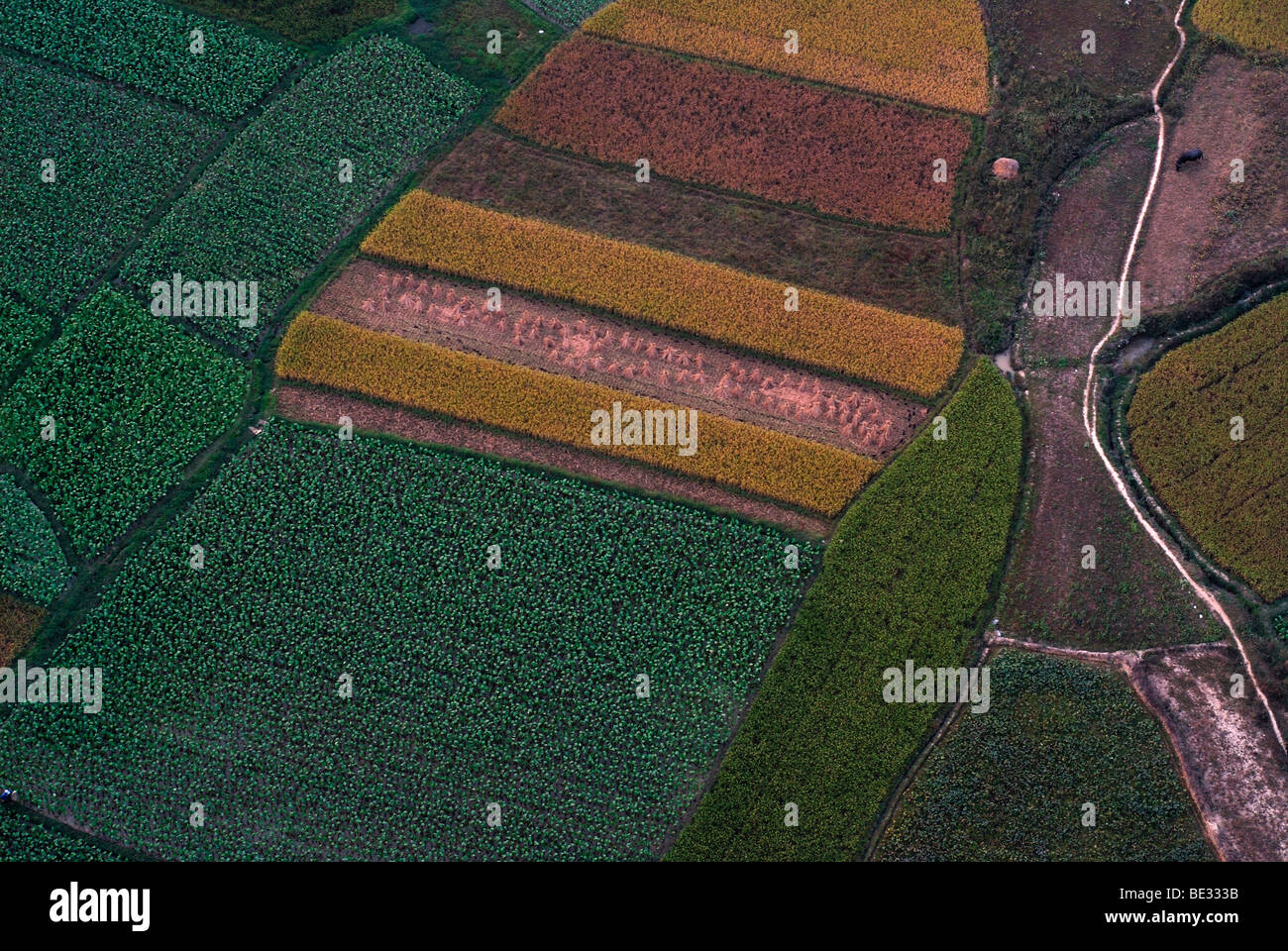 Aerial view of the rice field structure at harvest time in Yangshuo ...