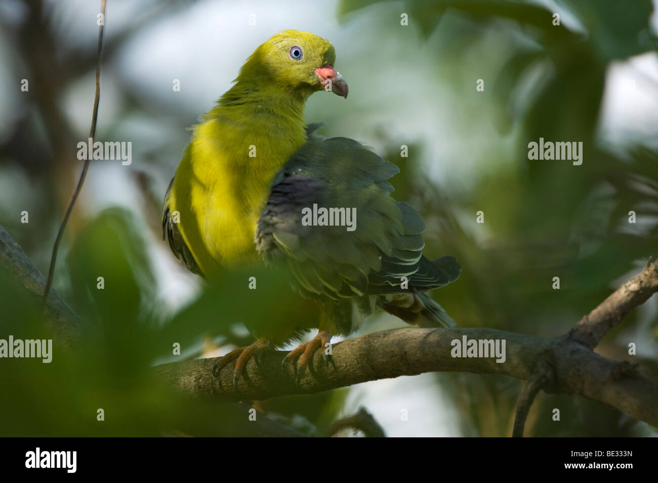 African green pigeon (Treron calvus), Okavango Delta, Botswana Stock ...