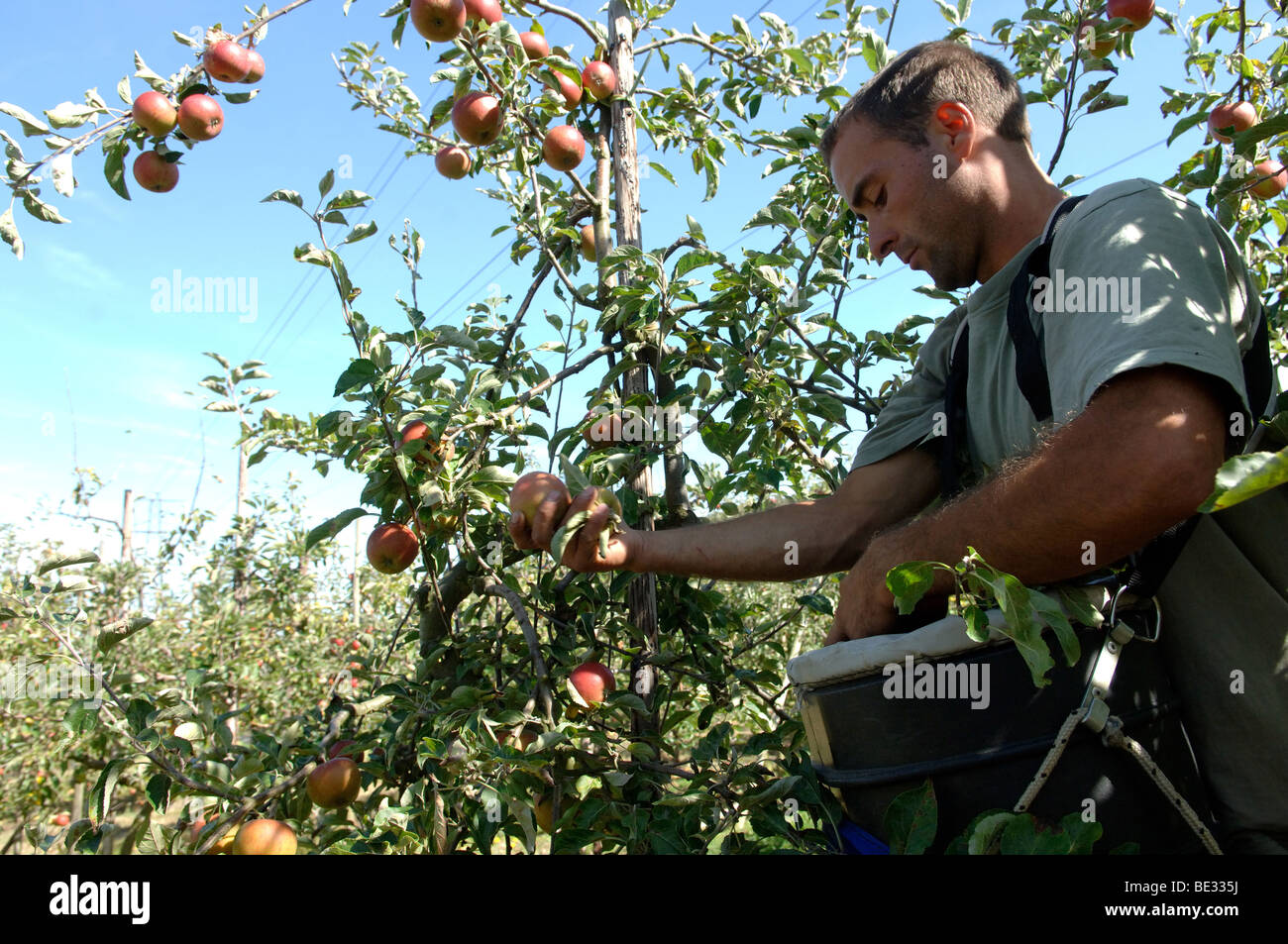 East European workers Harvesting English Cox apples in Orchard Kent ...