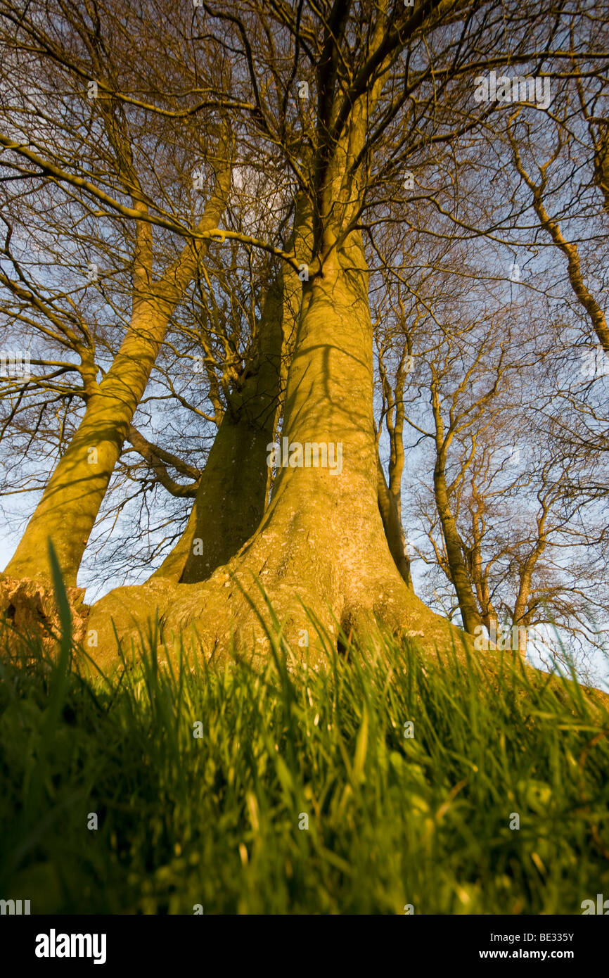 Avebury trees hi-res stock photography and images - Alamy