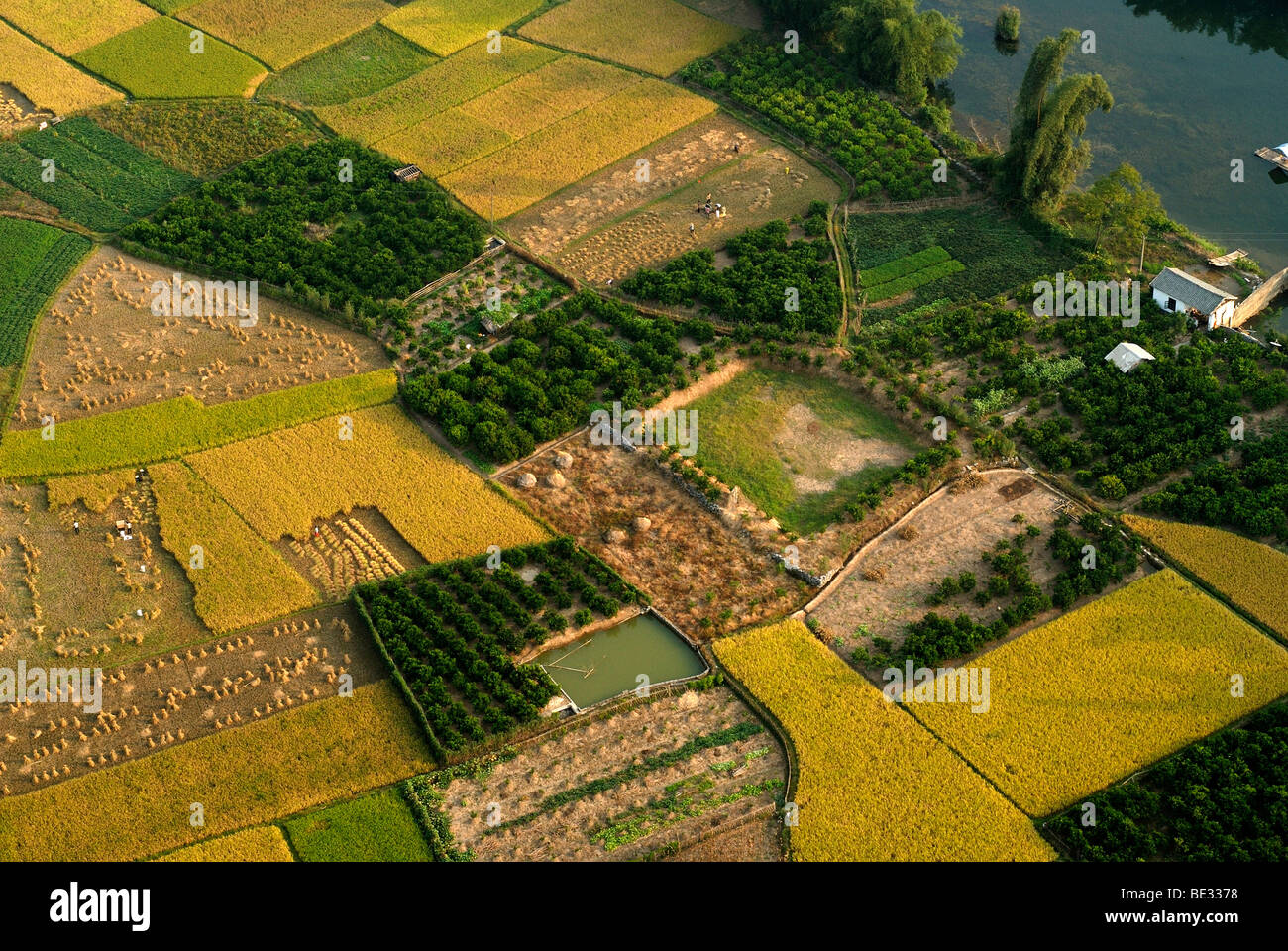 Farmers at work in the rice fields at harvest time, aerial photograph ...