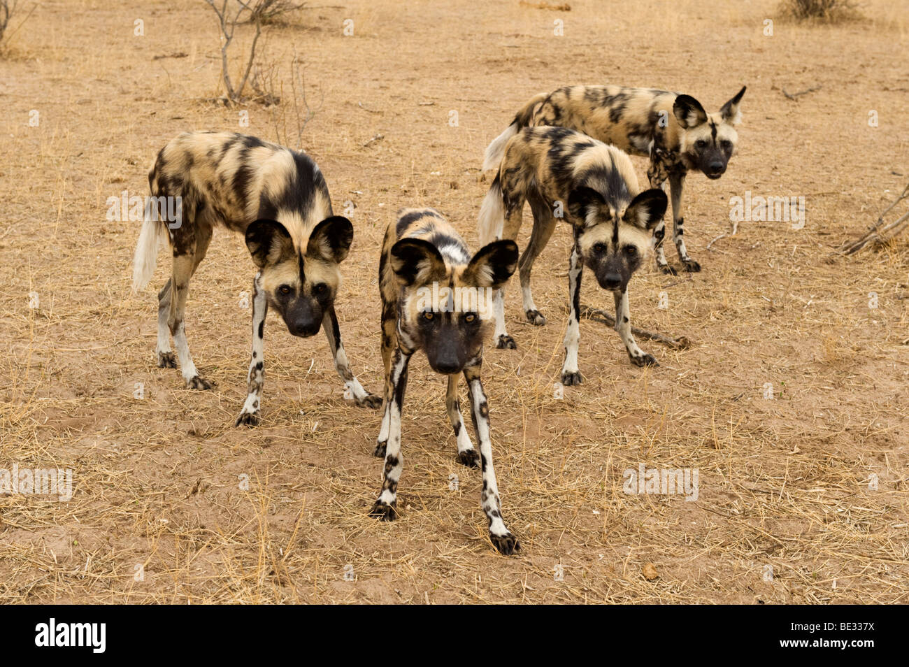 African Hunting Dogs Stock Photos & African Hunting Dogs Stock Images ...