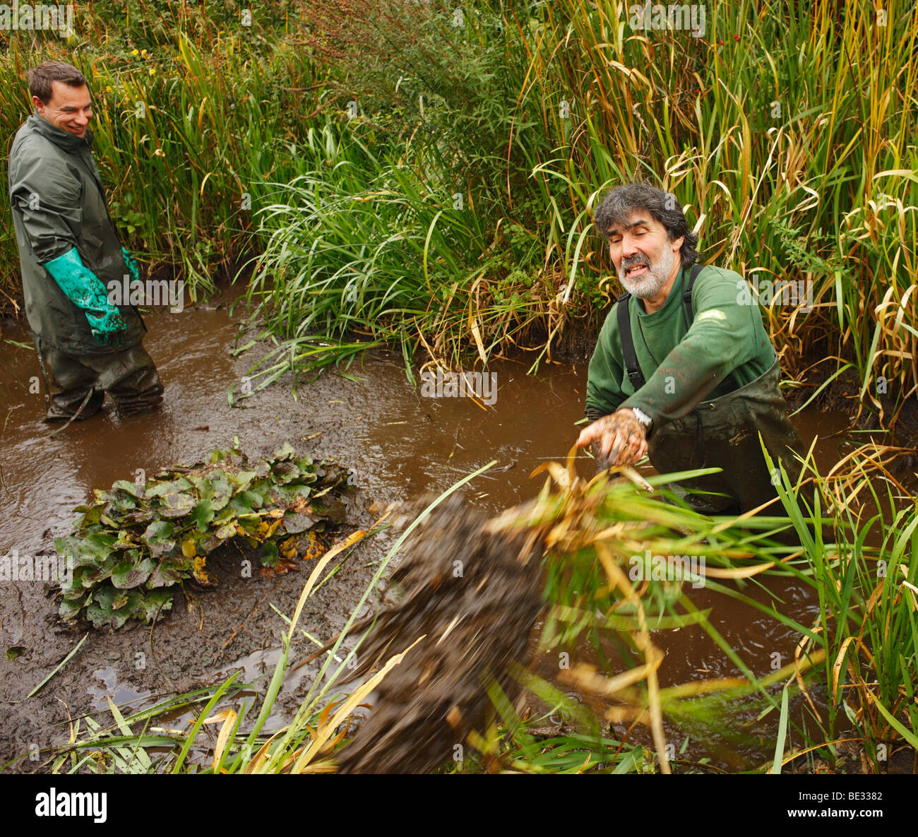 Men clearing a overgrown pond. High Elms Country Park, Bromley, London ...