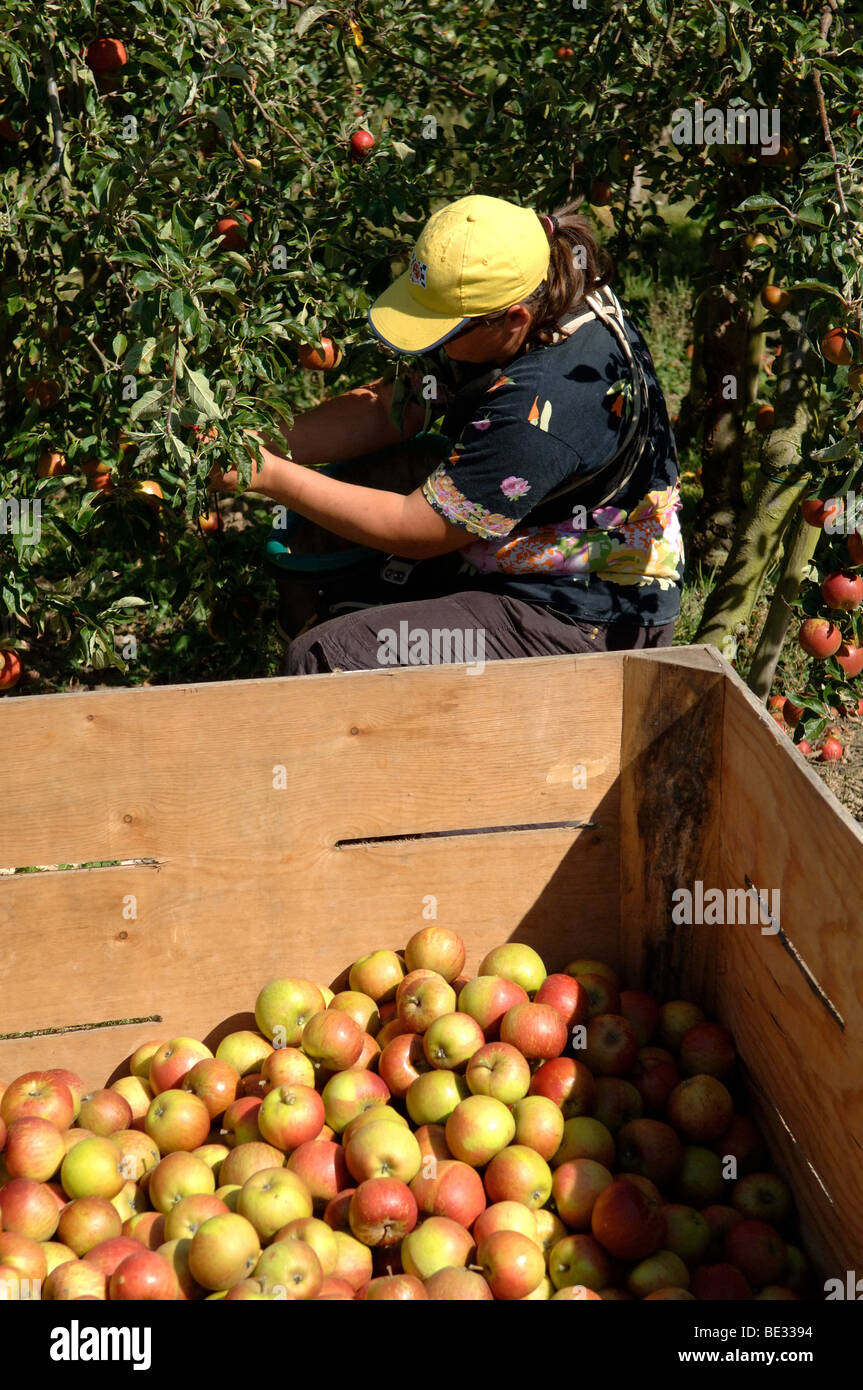 Cox apples uk hi-res stock photography and images - Alamy