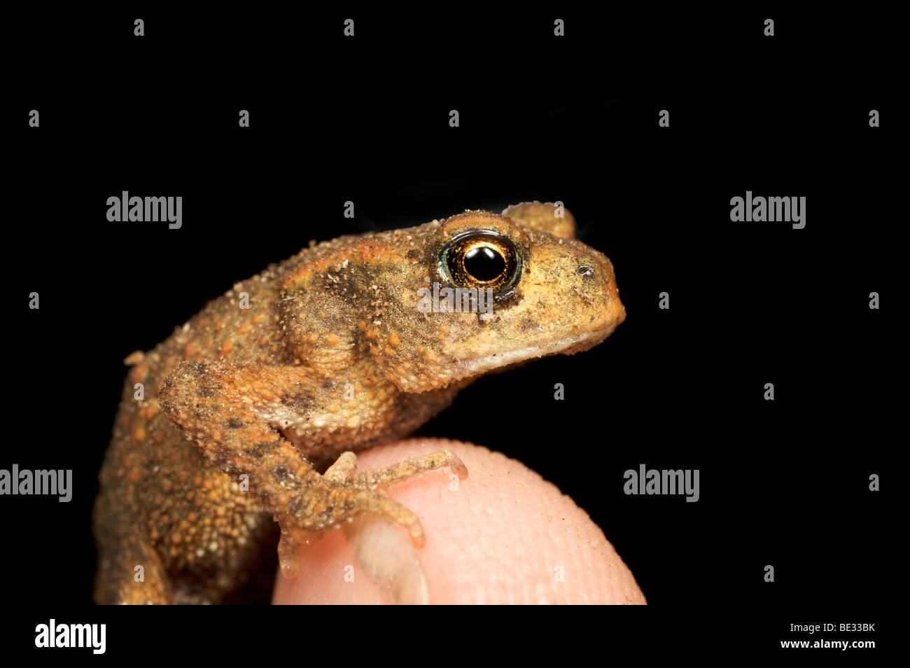 Finger size hi-res stock photography and images - Alamy