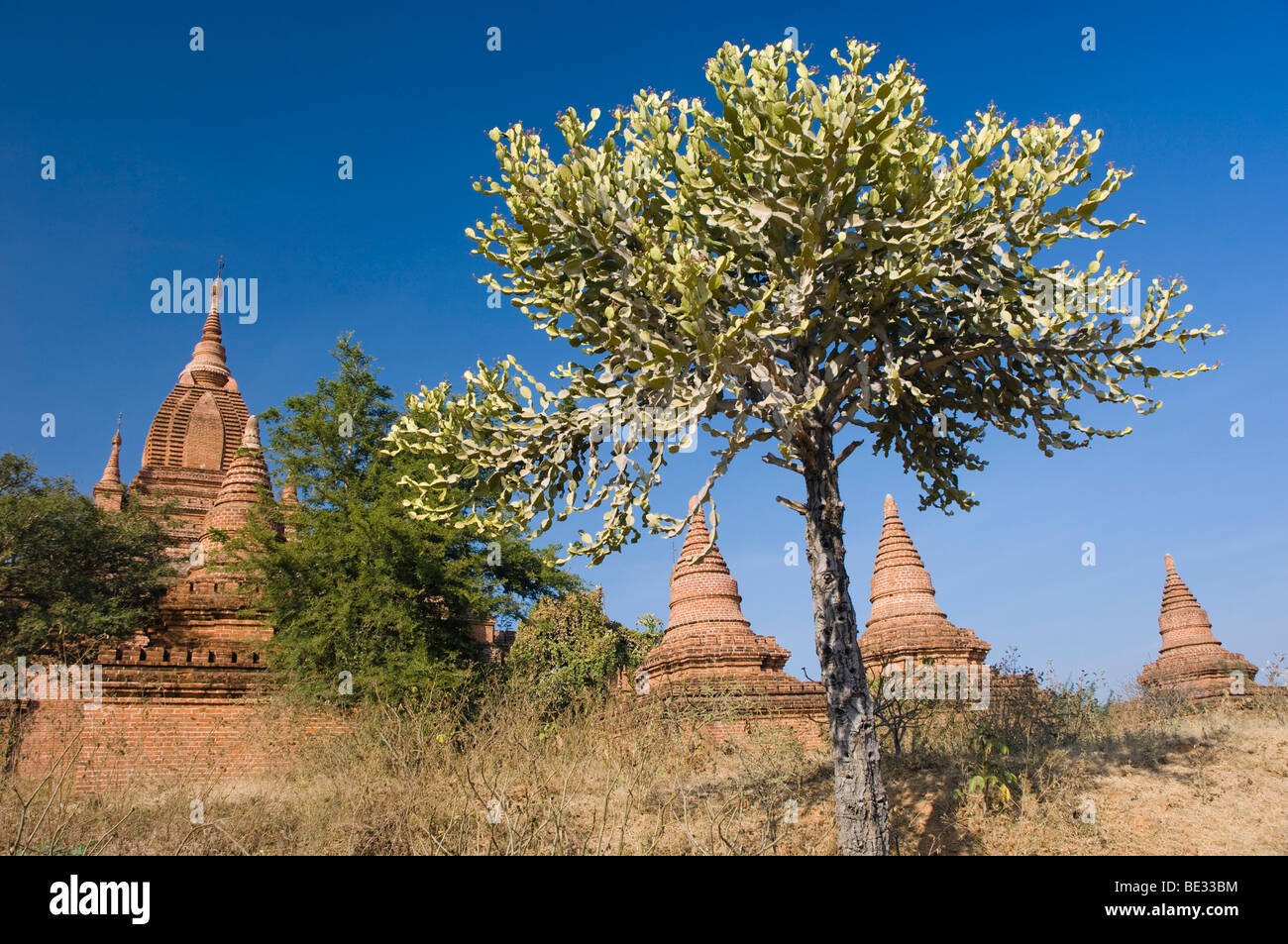 Dhammayazika Zedi Pagoda, Bagan, Pagan, Burma, Myanmar, Asia Stock ...
