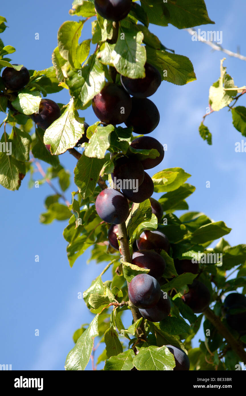Plum tree seedling hi-res stock photography and images - Alamy