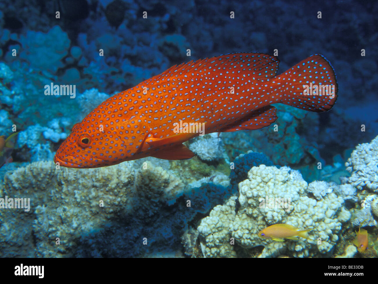 coral Grouper, Cephalopholis miniatus, Sharm el Sheikh, Sinai, Red Sea ...