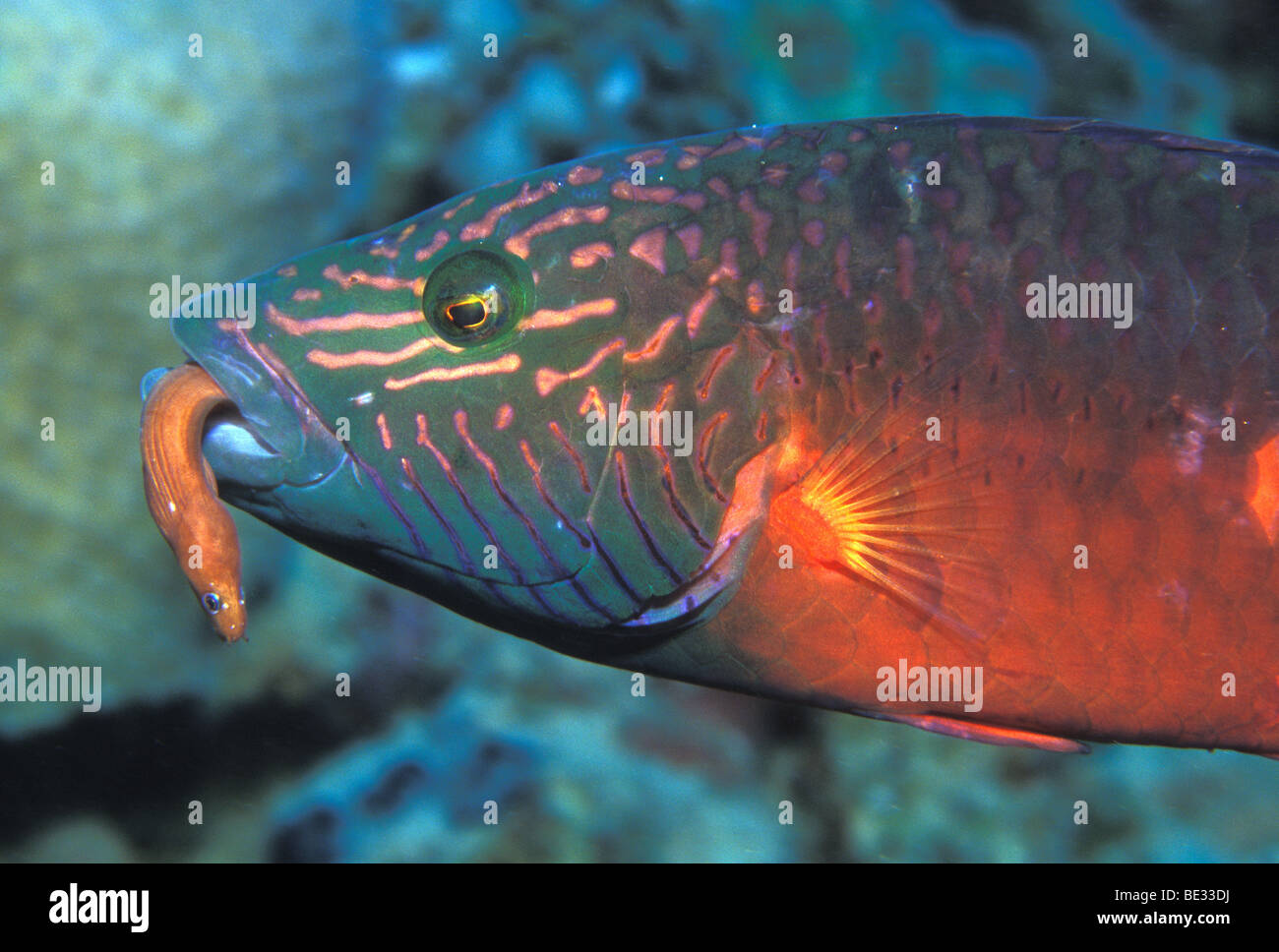 Cheeklined Splendour Wrasse captures Moray, Cheilinus digrammus, Sharm ...