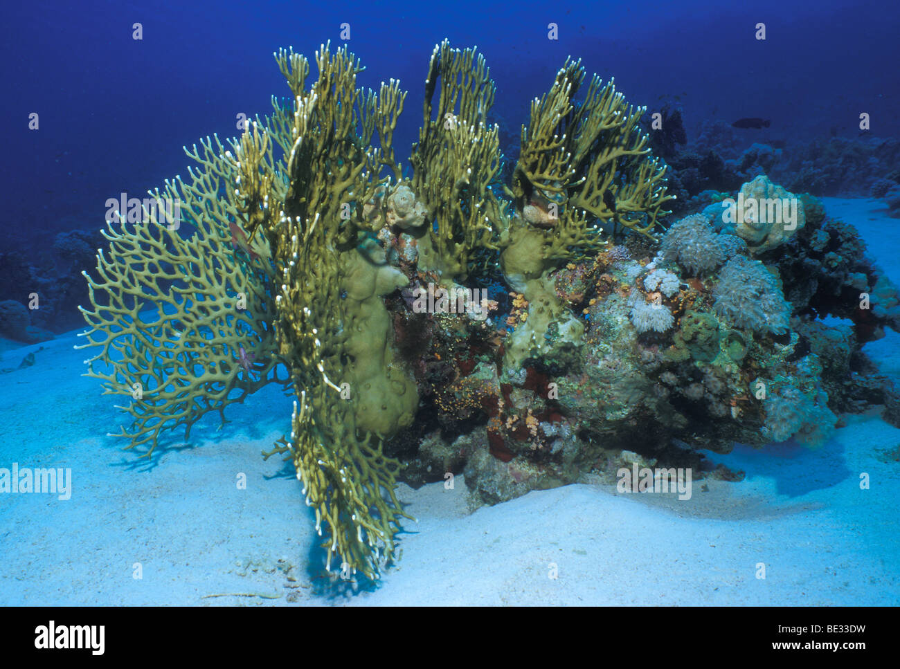 Net Fire Corals, Millepora dichotoma, Sharm el Sheikh, Sinai, Red Sea ...
