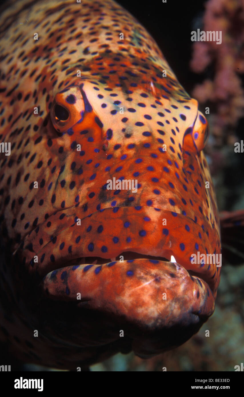 Red Sea Coral Grouper, Plectropomus pessuliferus marisrubri, Sharm el ...