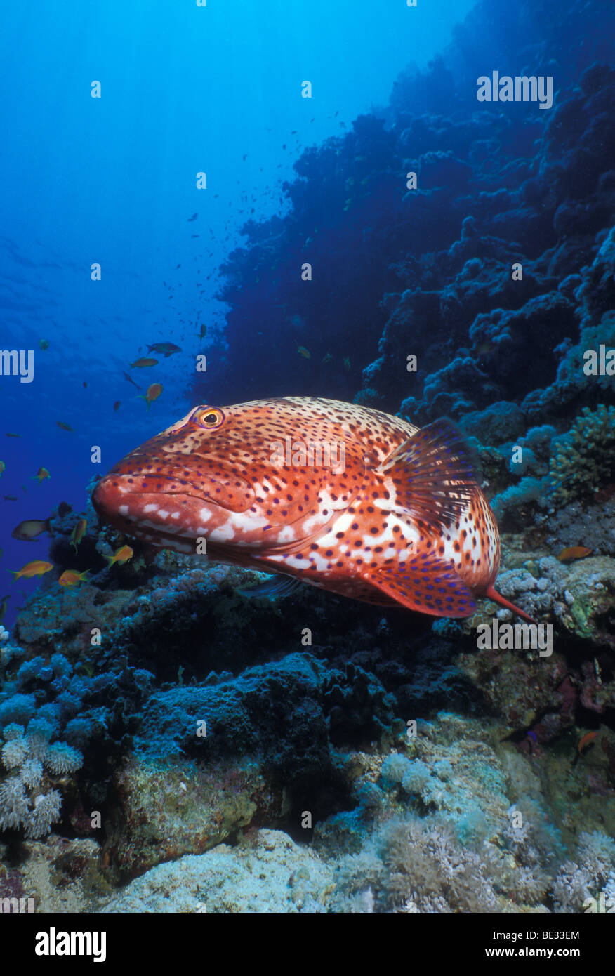 Red Sea Coral Grouper, Plectropomus pessuliferus marisrubri, Ras ...