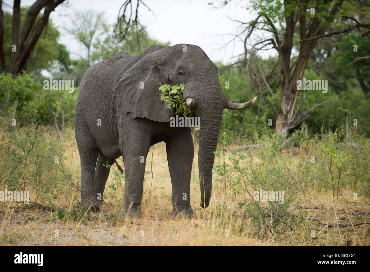 Elephant eating from tree hi-res stock photography and images - Alamy