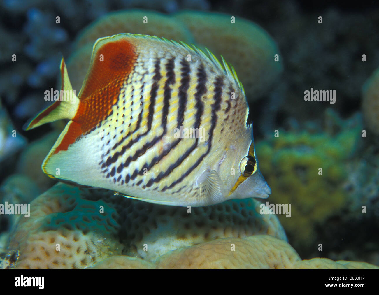 Red Sea Chevron Butterflyfish, Chaetodon paucifasciatus, Sharm el ...