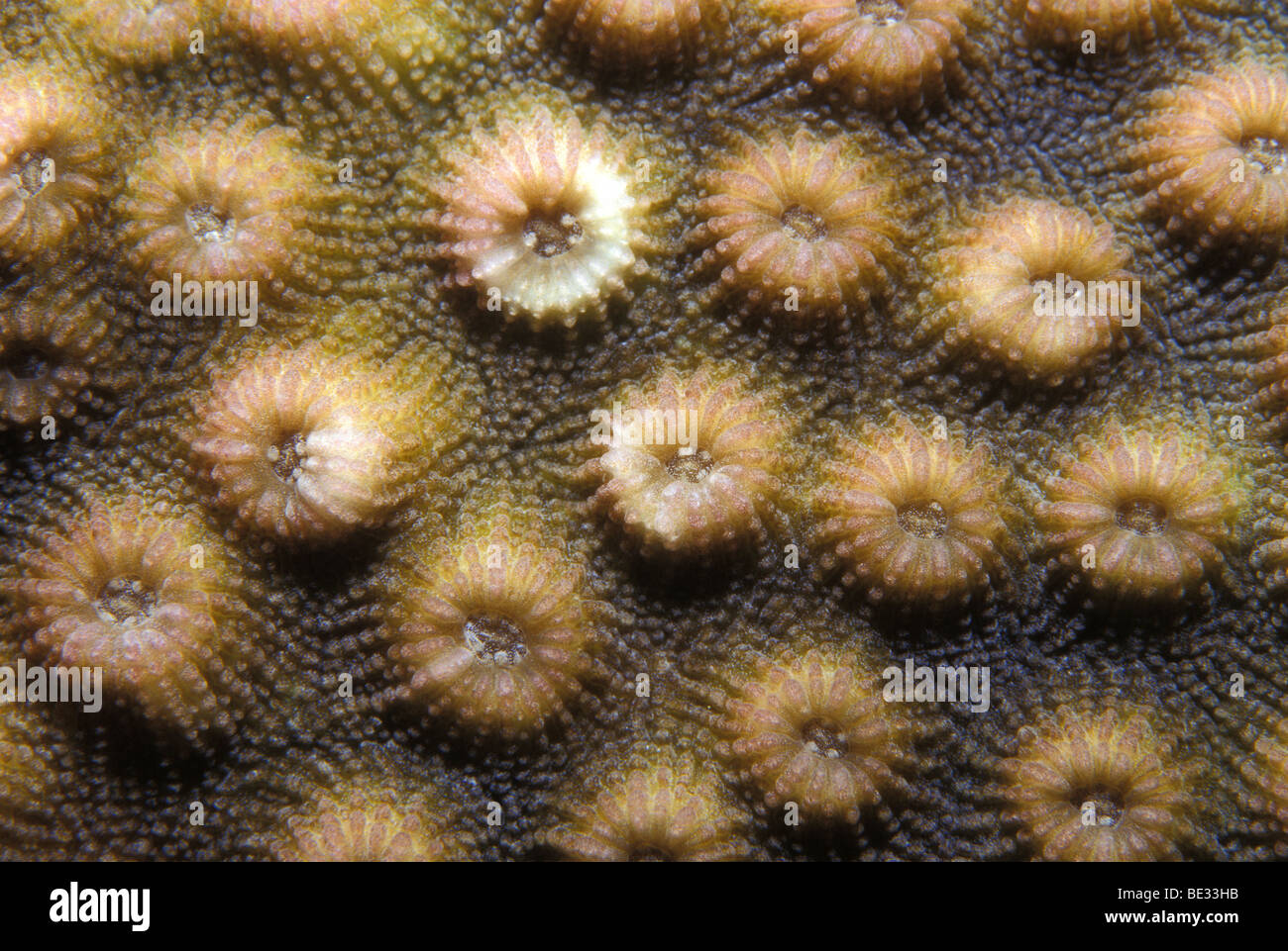 Porites polyp hi-res stock photography and images - Alamy