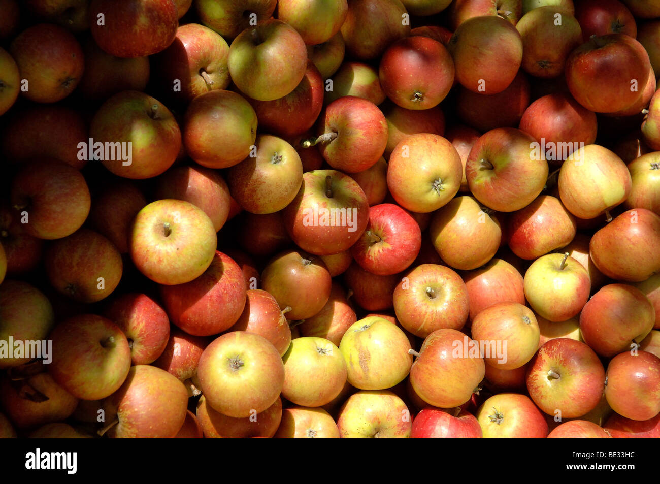 Cox apples uk hi-res stock photography and images - Alamy