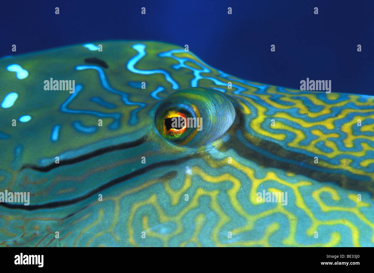 Napoleon Humpback Wrasse, Cheilinus undulatus, Ras Mohammed, Sinai, Red ...