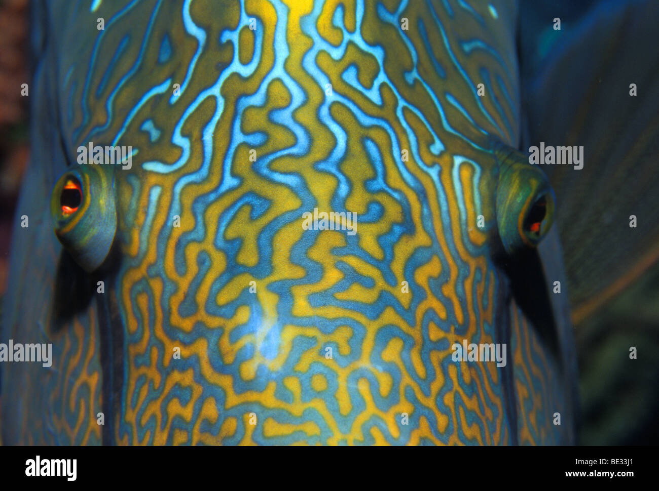 Napoleon Humpback Wrasse, Cheilinus undulatus, Ras Mohammed, Sinai, Red ...