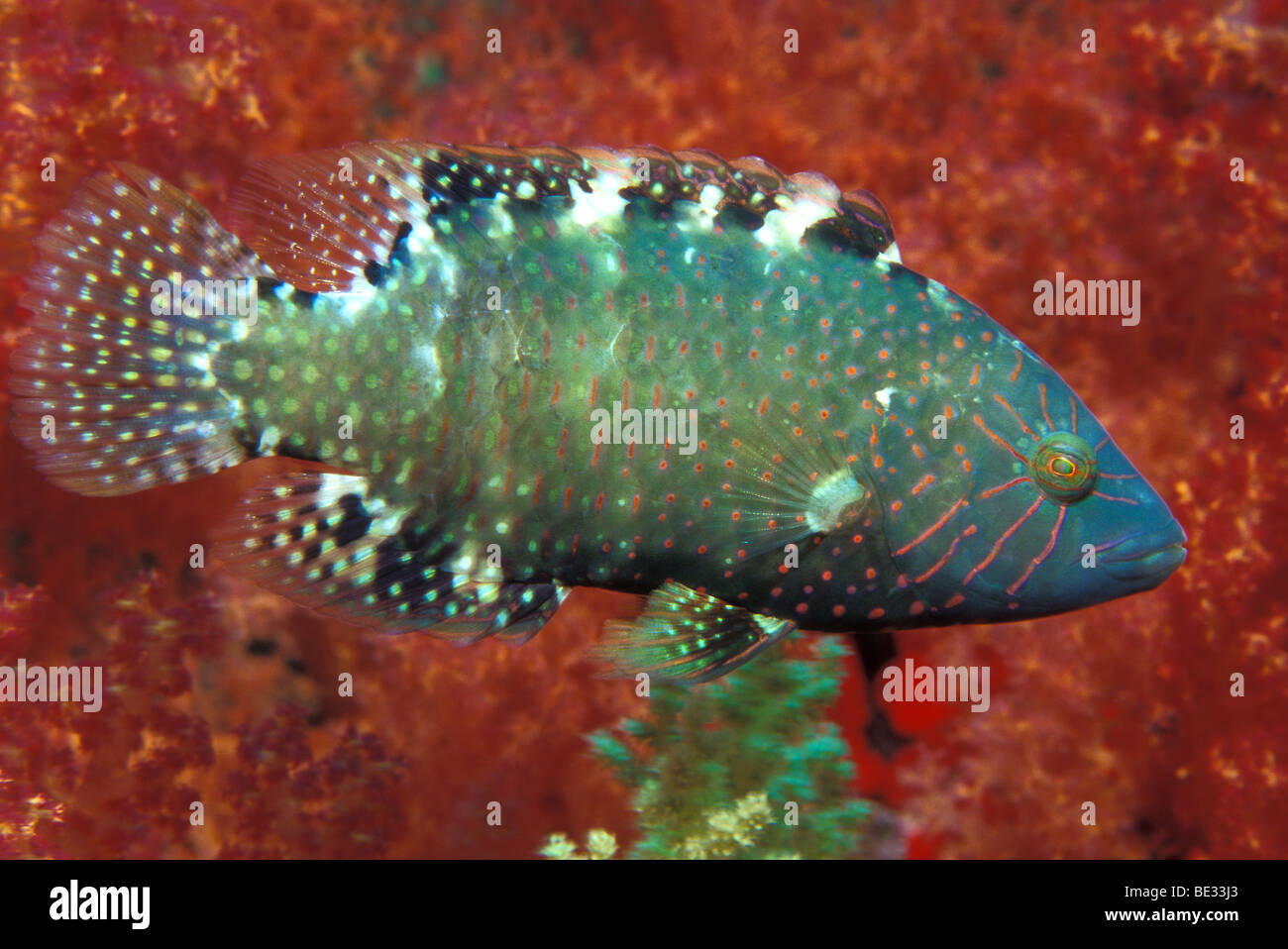Abudjubbes Wrasse, Cheilinus abudjubbe, Ras Mohammed, Sinai, Red Sea ...