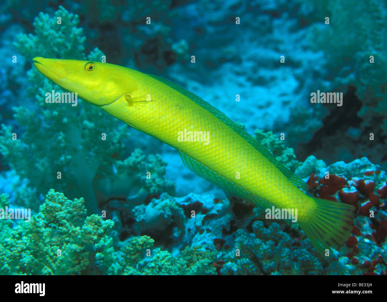 Cigar Wrasse, Cheilio inermis, Ras Mohammed, Sinai, Red Sea, Egypt ...