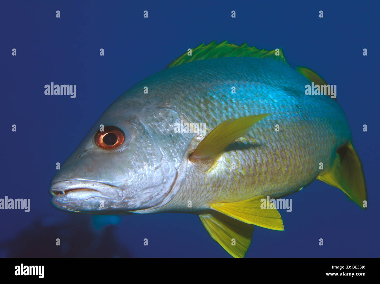 One-spot Snapper, Lutjanus monostigma, Ras Mohammed, Sinai, Red Sea ...