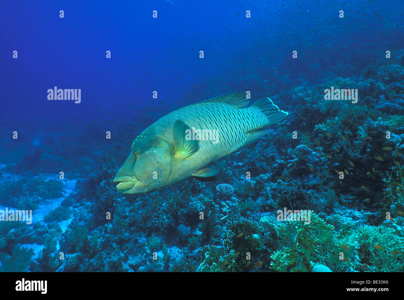 Napoleon Humpback Wrasse, Cheilinus undulatus, Ras Mohammed, Sinai, Red ...
