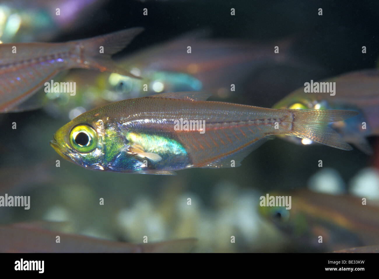 Glass Pygmy Sweeper, Parapriacanthus, Ras Mohammed, Sinai, Red Sea ...