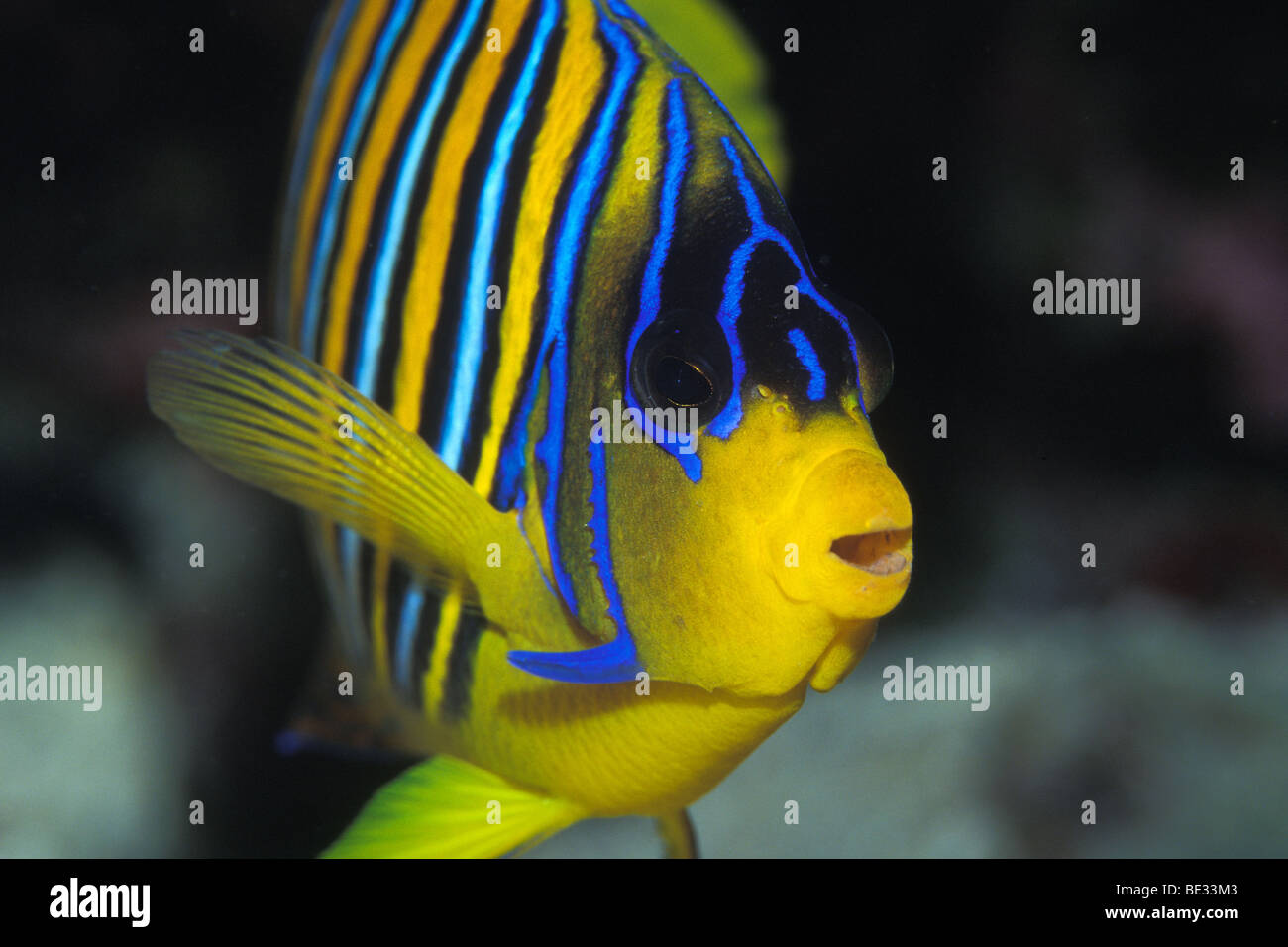 Regal Angelfish, Pygoplites diacanthus, Ras Mohammed, Sinai, Red Sea ...